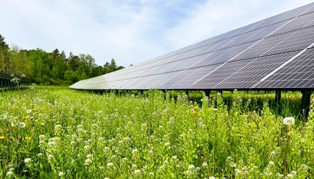 HSB tar initiativ för positiv utveckling av växter och pollinerare ... HSB tar initiativ för positiv utveckling av växter och pollinerare ...