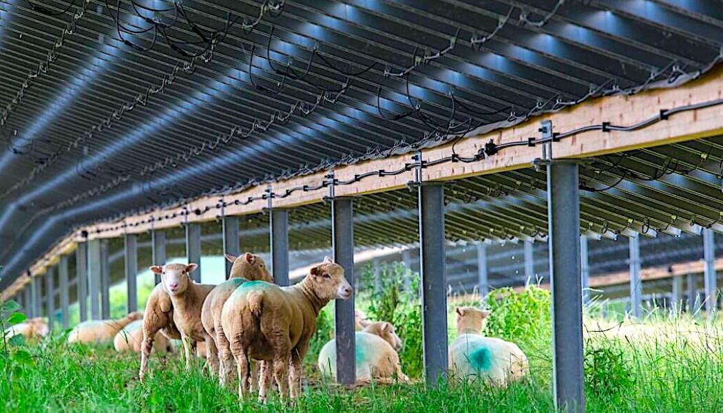 Får och solparker - en vinst för både lantbruk, får och klimat | SOLENERGInyheter.se